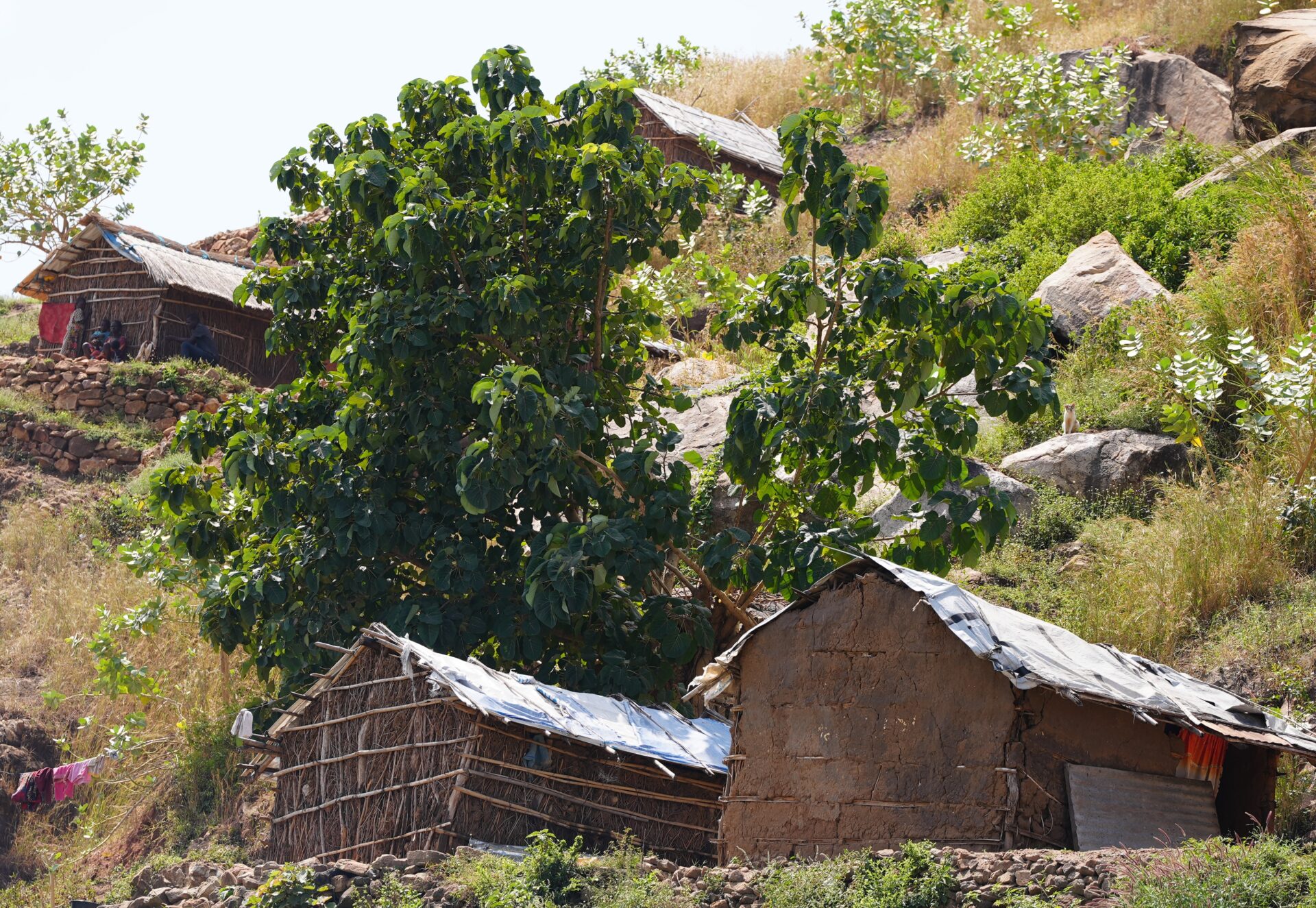 Jebel Kujur faces threat of extinction - King Media South Sudan